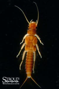 Macroinvertebrate Photo Gallery