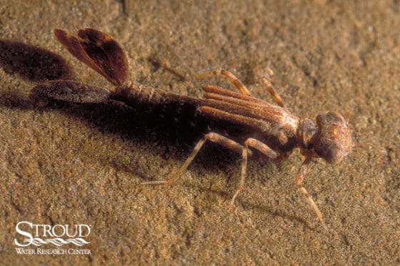 Macroinvertebrate Photo Gallery