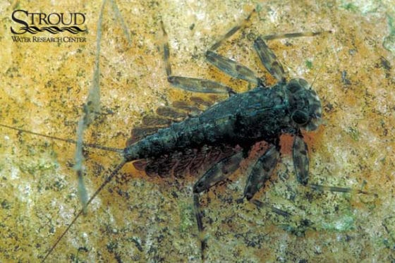 Macroinvertebrate Photo Gallery