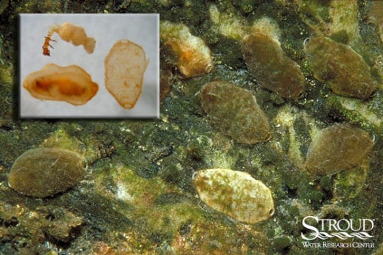 Macroinvertebrate Photo Gallery