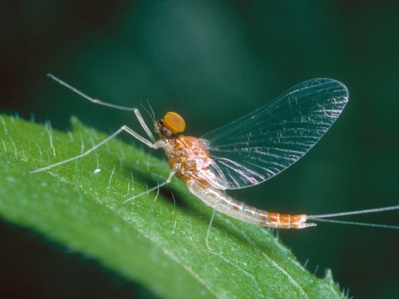 The Magic of Mayflies