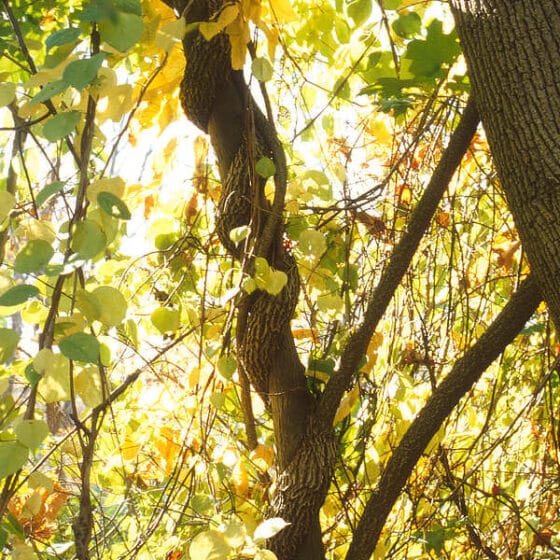 Using Herbicide: An Important Tool in Establishing Streamside Forests
