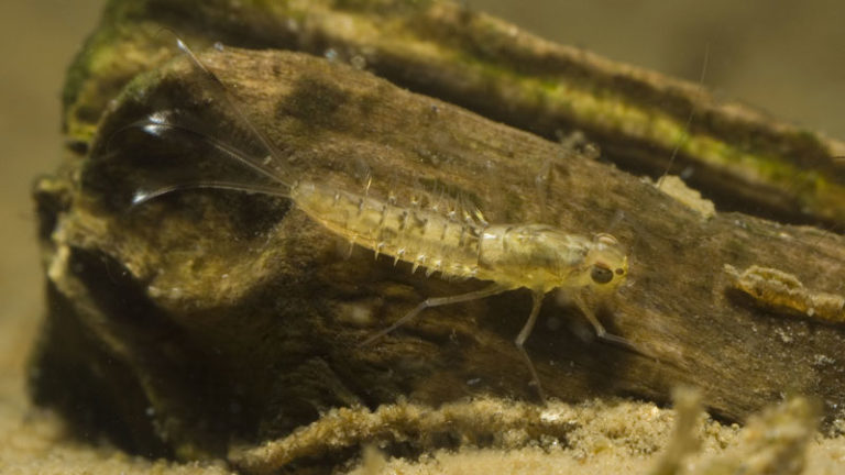 Oxygen Not Behind Threat To Mayflies When Temps Rise