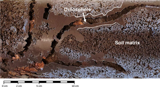 Love Your (Gardening) Soils