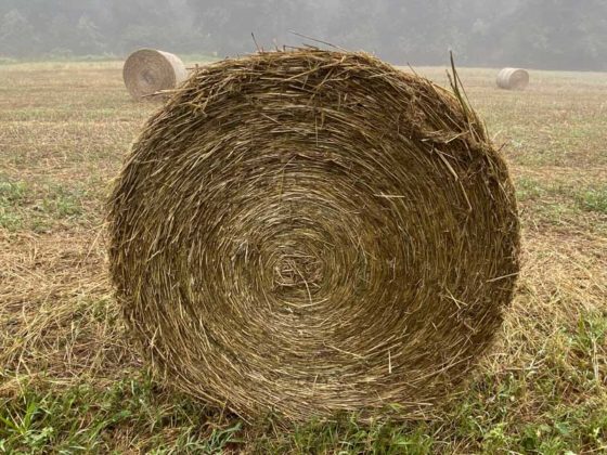 What Do Hemp Fiber, Soil Health, and Water Quality Have in Common?