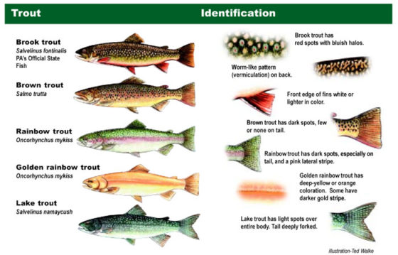 How Do Trout Grow on Trees?