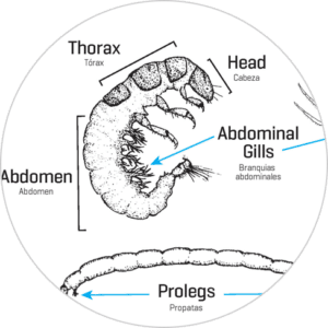 Macroinvertebrate Resources