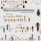 Macroinvertebrate Resources
