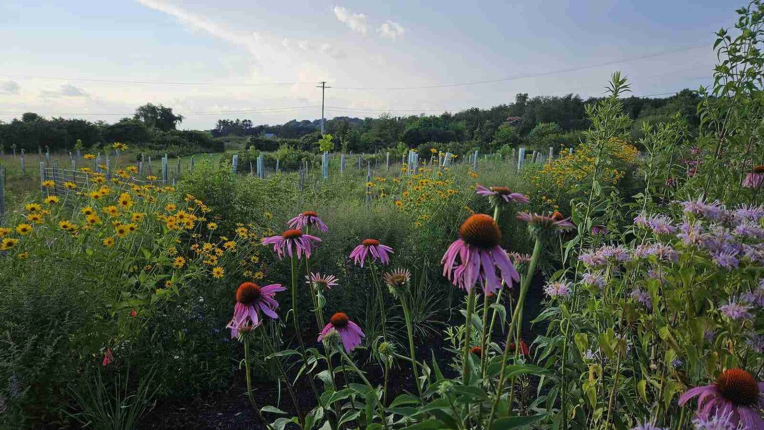 Transforming Local Parks to Enhance Fresh Water