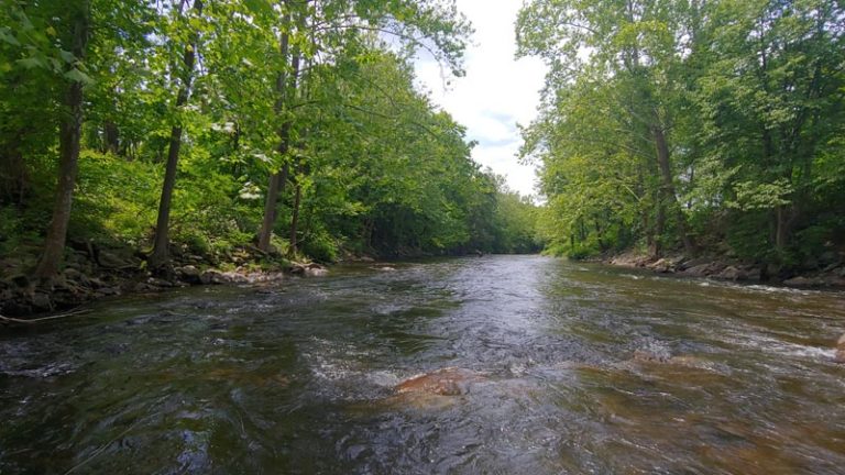 Protecting Forests, Clean Water Amid Changing Remote-Work Landscape