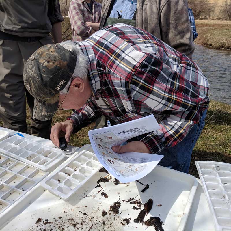 Online Atlas of Aquatic Insects Aids Water-Quality Monitoring